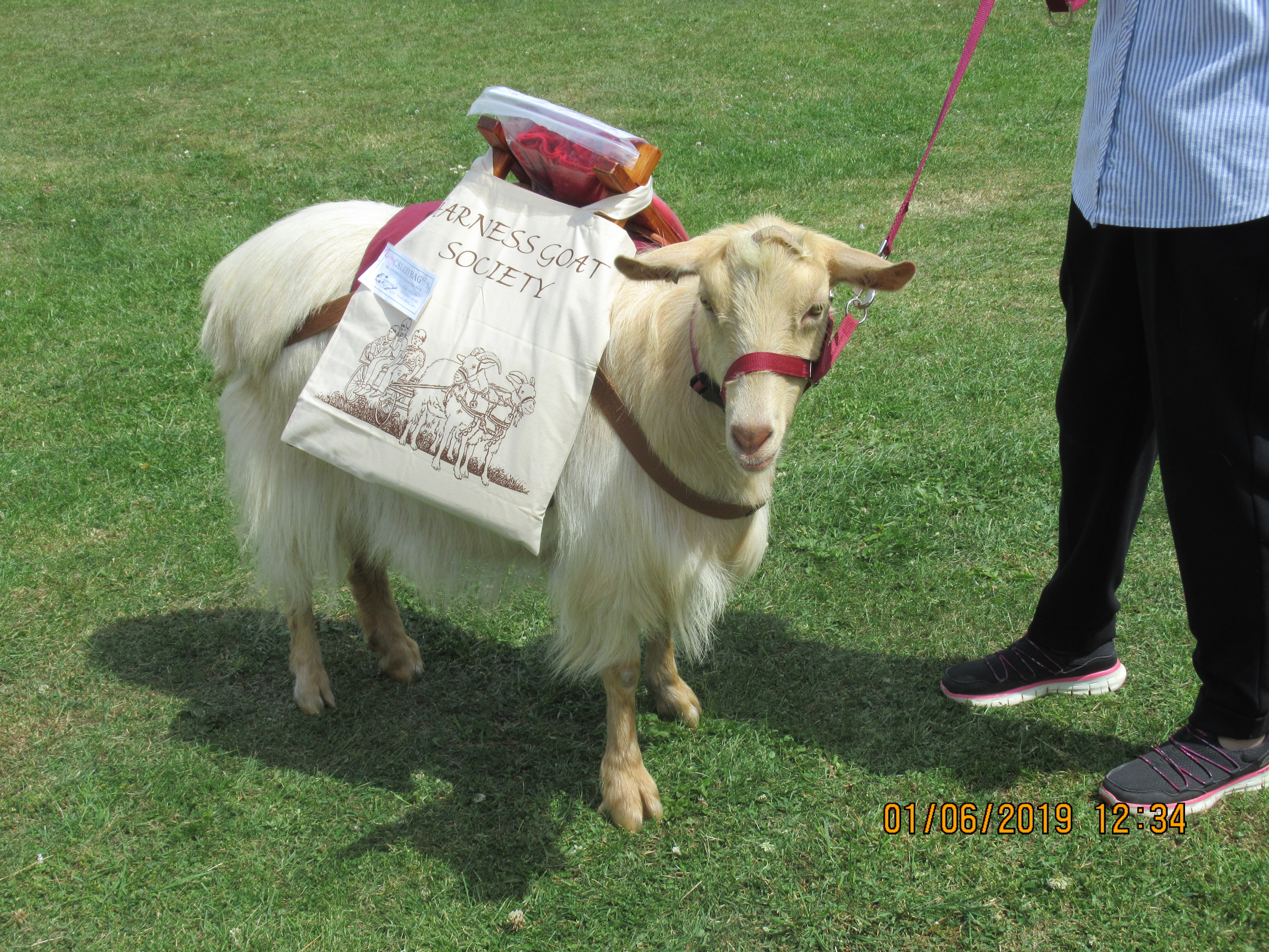 Meet Our Goats – The Harness Goat Society