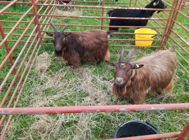 A Day in the Life of a Pygmy Goat – The Harness Goat Society